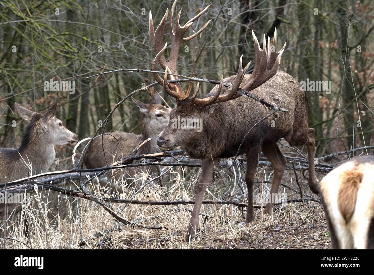 Rothirsch im Stangengehölz Rothirsch Rotwild *** Red deer in a copse ...