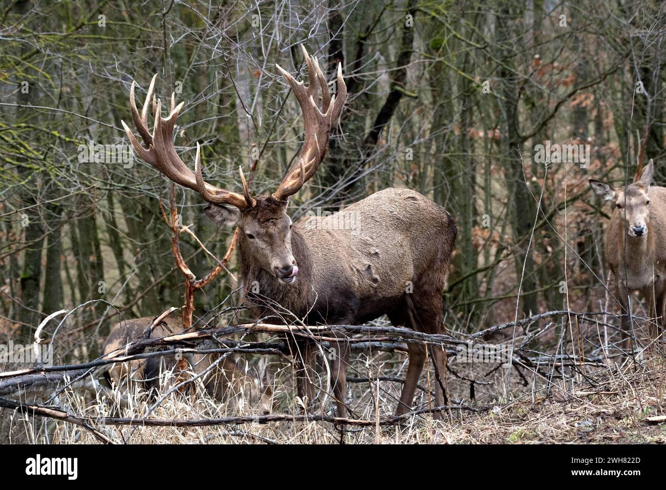 Rothirsch im Stangengehölz Rothirsch Rotwild *** Red deer in a copse ...