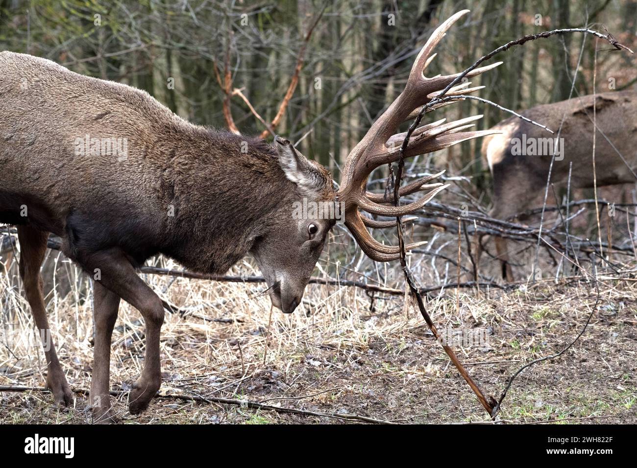 Rothirsch im Stangengehölz Rothirsch Rotwild *** Red deer in a copse ...