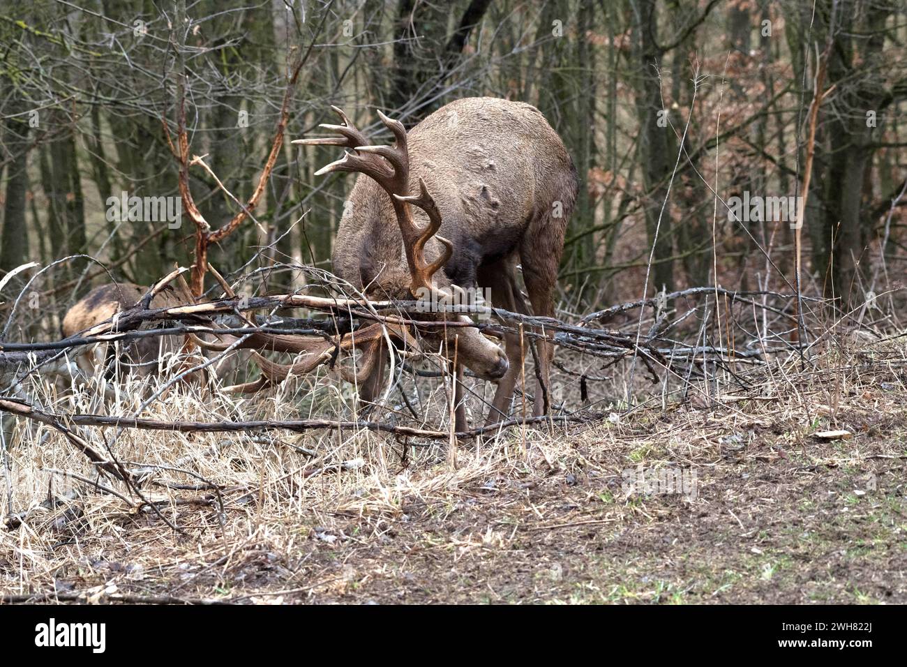 Rothirsch im Stangengehölz Rothirsch Rotwild *** Red deer in a copse ...