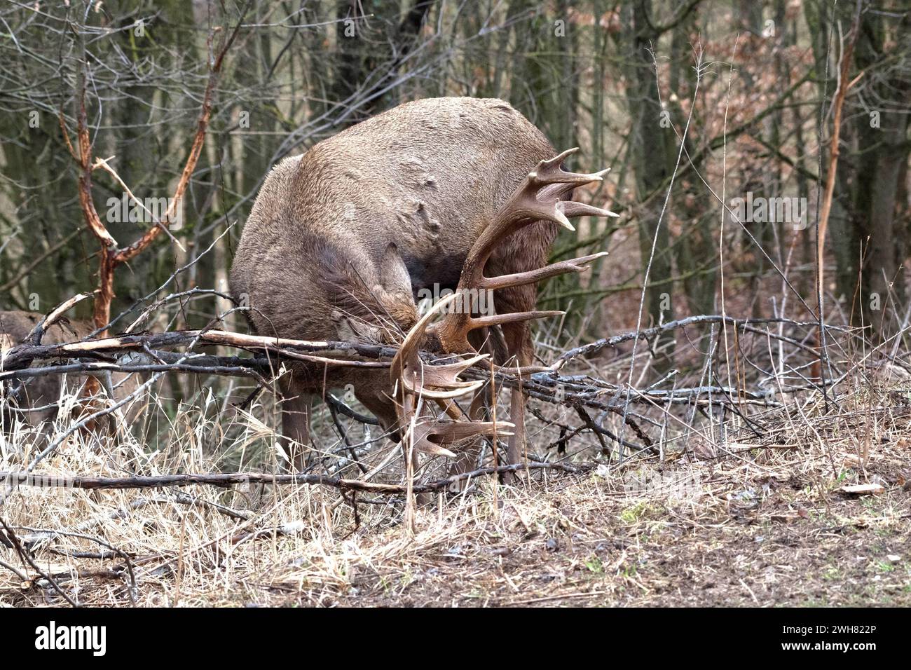 Rothirsch im Stangengehölz Rothirsch Rotwild *** Red deer in a copse ...