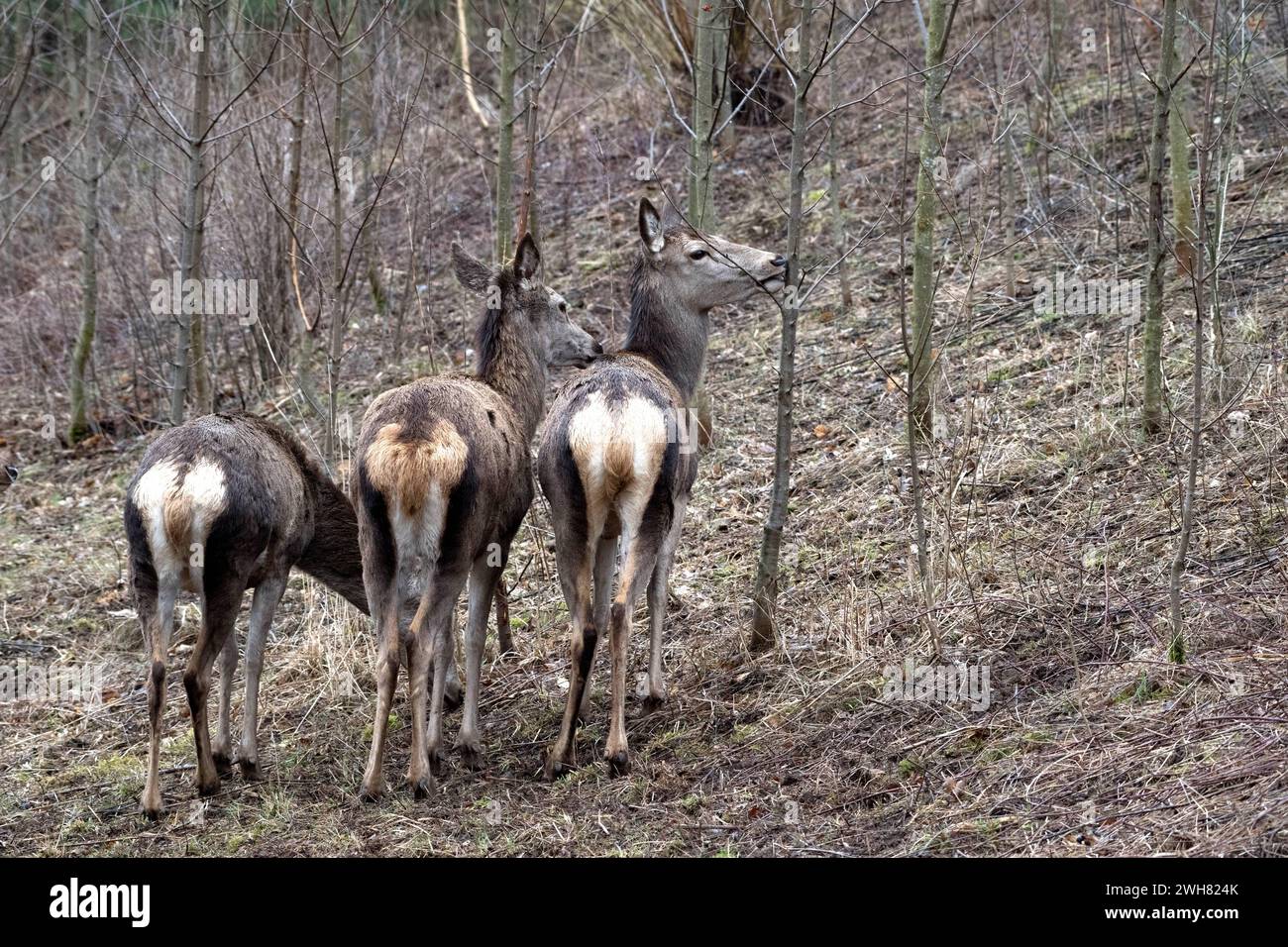 Rothirsch im Stangengehölz Rothirsch Rotwild *** Red deer in a copse ...