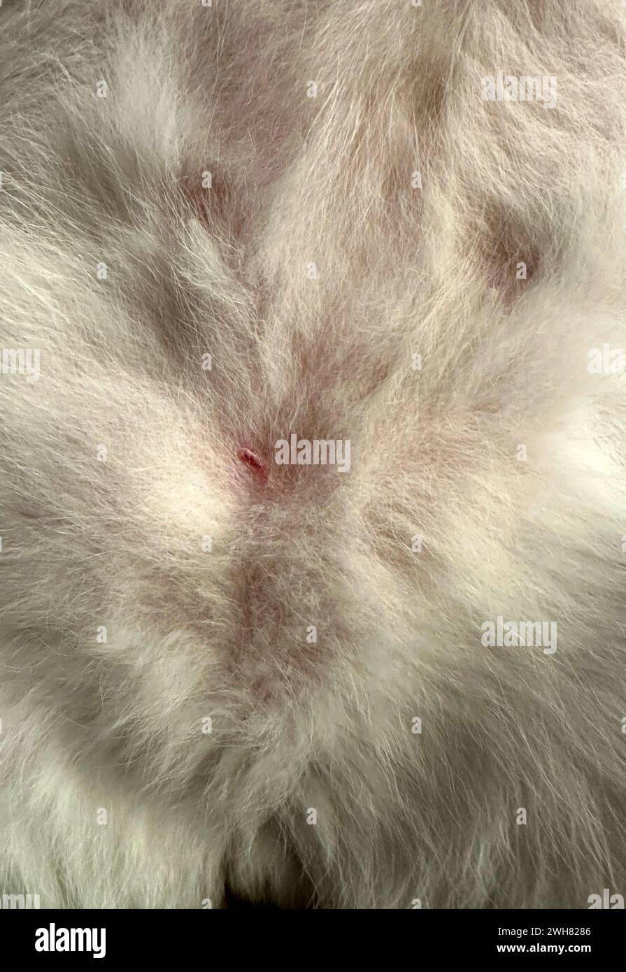 Cat sick with treated wound Stock Photo - Alamy