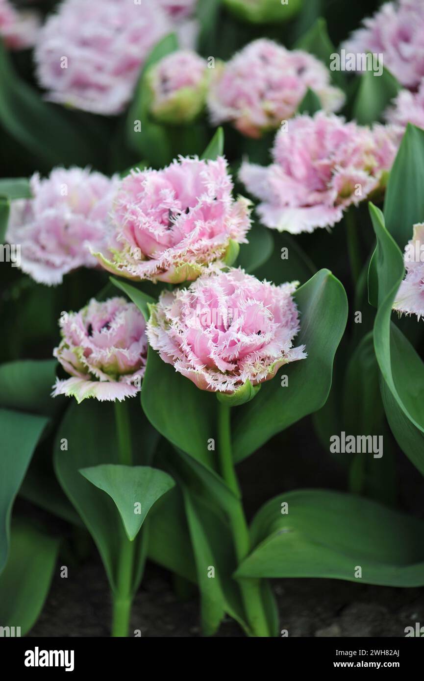Pink and white double Fringed tulips (Tulipa) Cairns bloom in a garden ...
