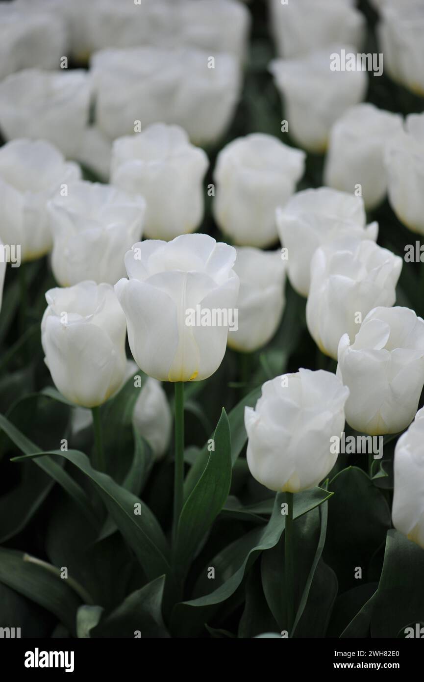 Pure white Triumph tulips (Tulipa) Calgary bloom in a garden in April ...