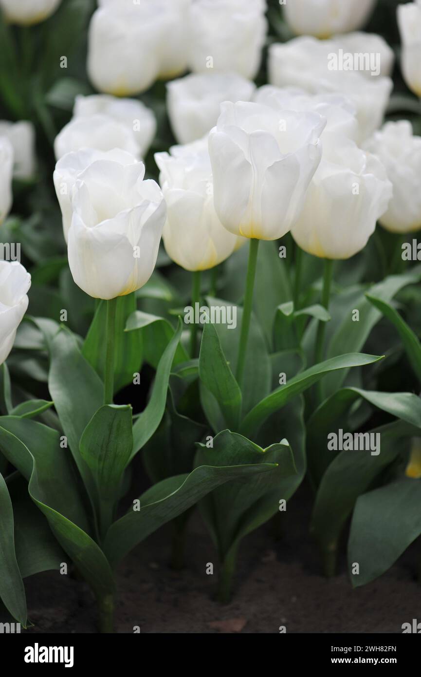 Pure white Triumph tulips (Tulipa) Calgary bloom in a garden in April ...
