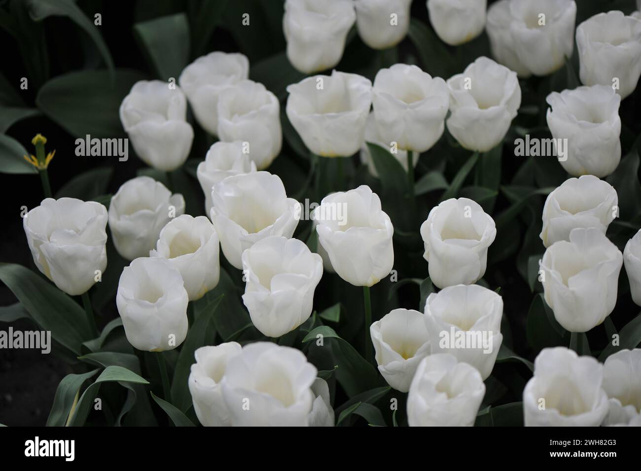 Pure white Triumph tulips (Tulipa) Calgary bloom in a garden in April ...