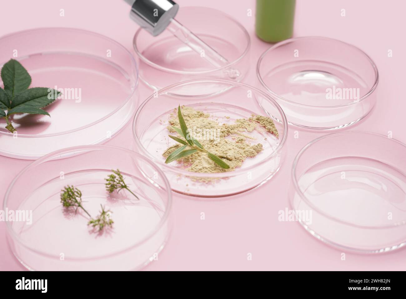 Petri dishes with herbs, sample and bottle of cosmetic product on pink ...