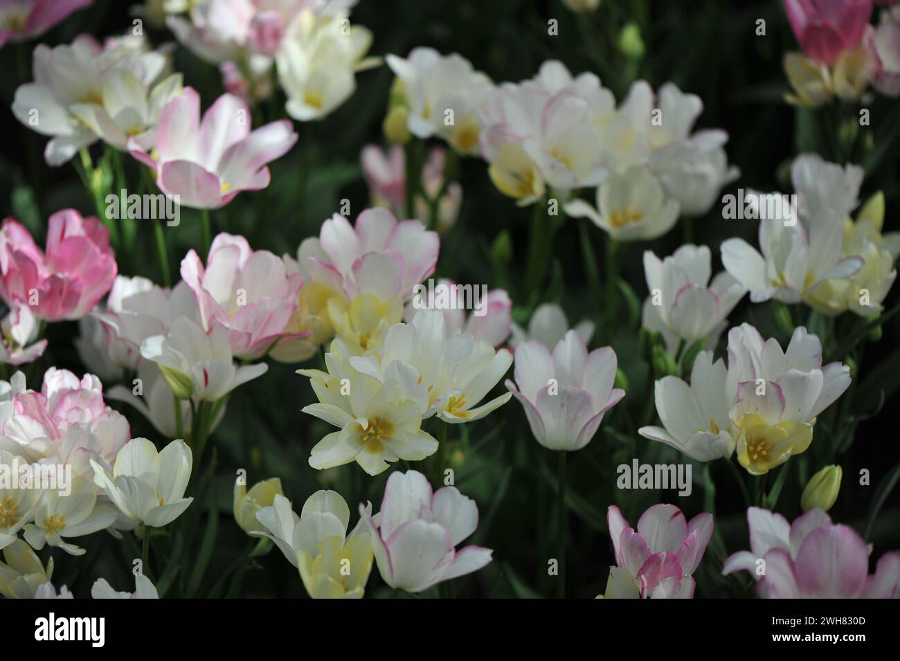 White, pink and creamy yellow Single Late multi-flowered tulips (Tulipa ...