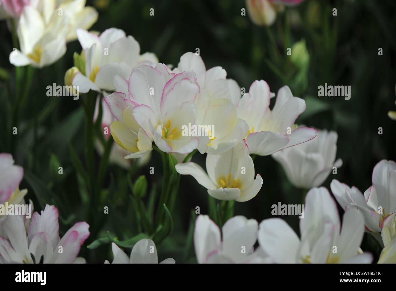 White, pink and creamy yellow Single Late multi-flowered tulips (Tulipa ...