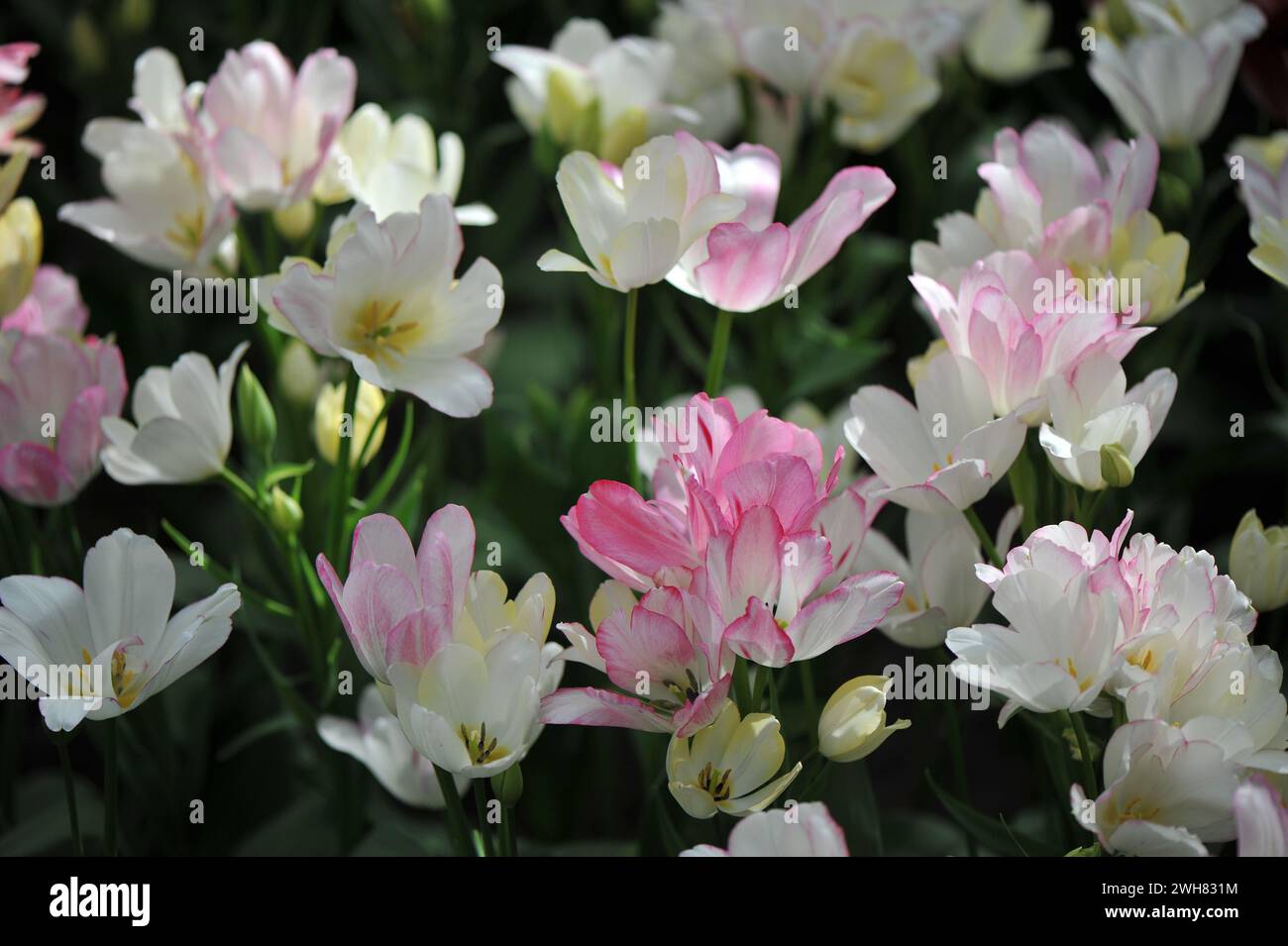 White, pink and creamy yellow Single Late multi-flowered tulips (Tulipa ...
