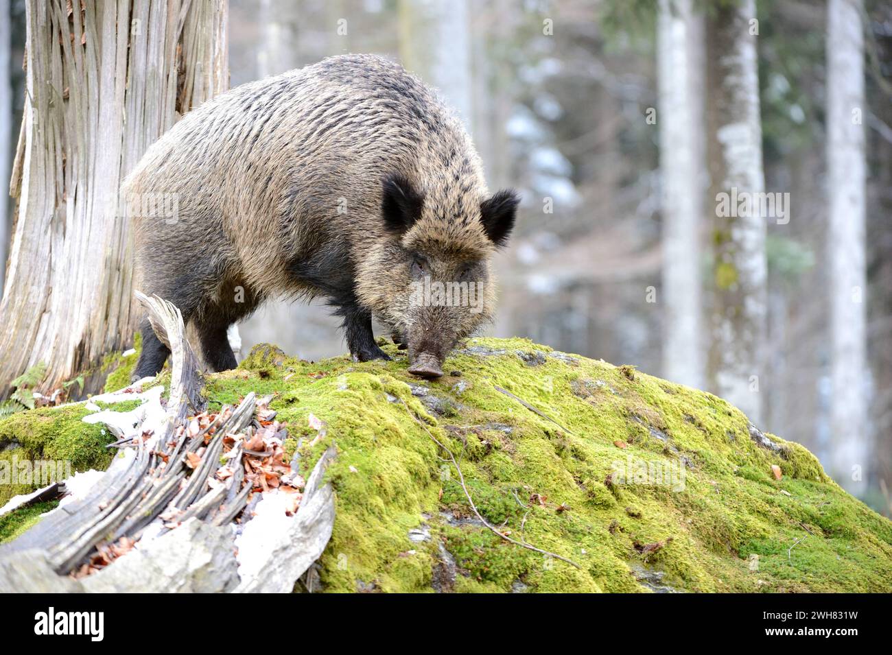 Widschwein Wildschweine Wildschweine *** Wild boar Wild boar Stock ...