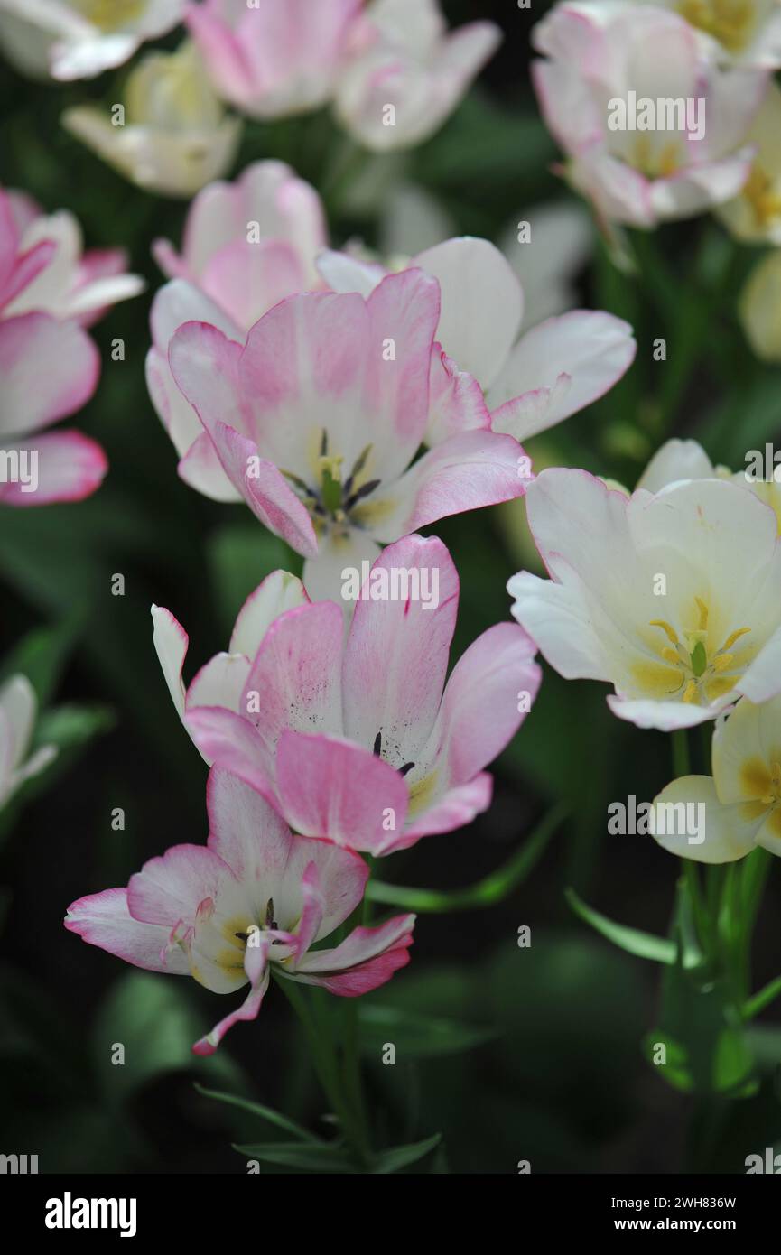 White, pink and creamy yellow Single Late multi-flowered tulips (Tulipa ...