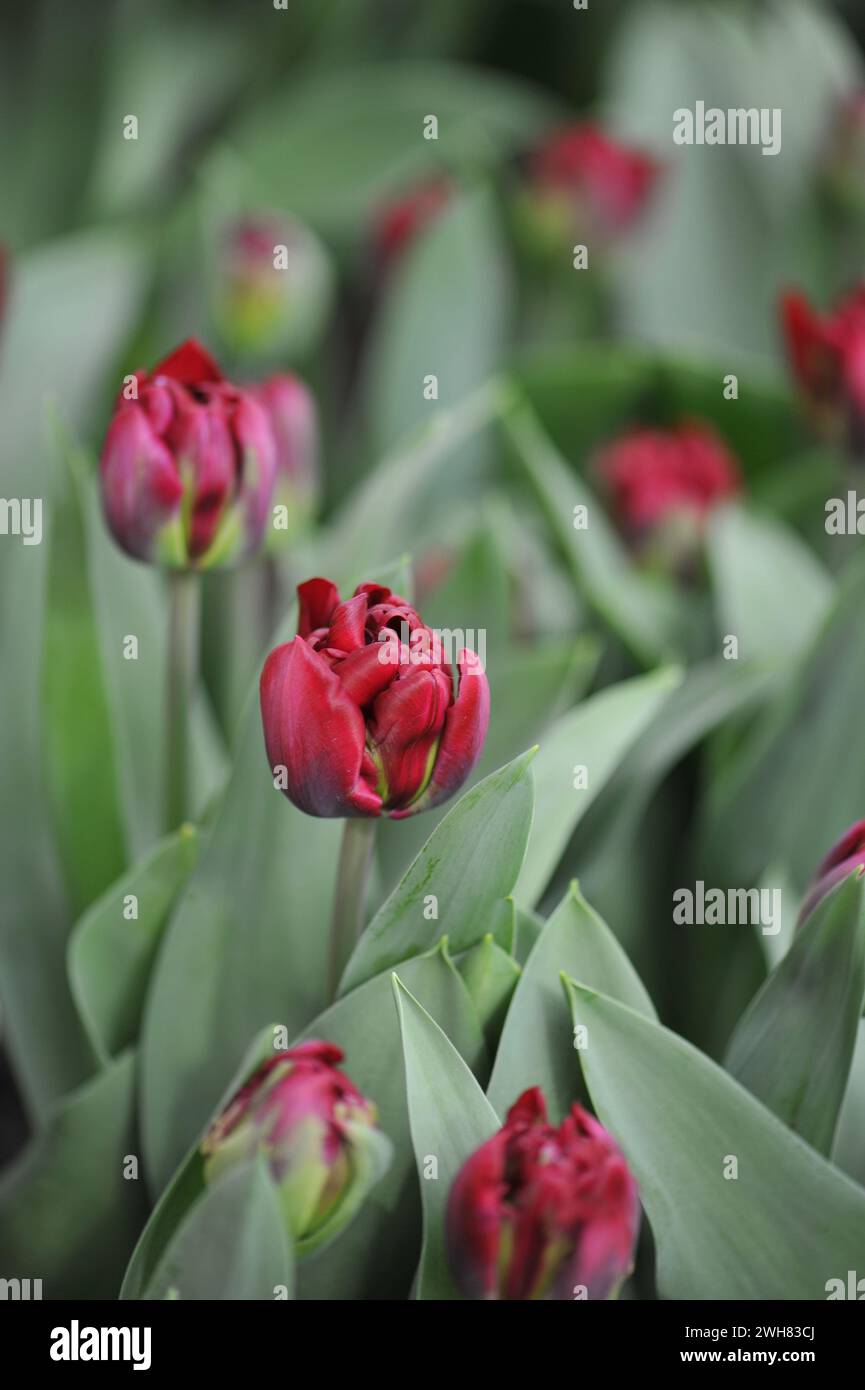 Dark red Double Late tulips (Tulipa) Canyon bloom in a garden in April ...