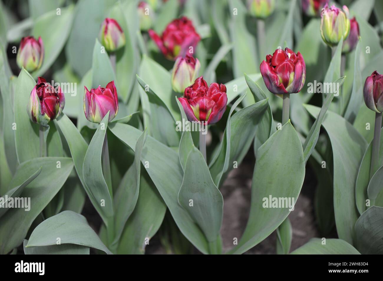 Dark red Double Late tulips (Tulipa) Canyon bloom in a garden in April ...