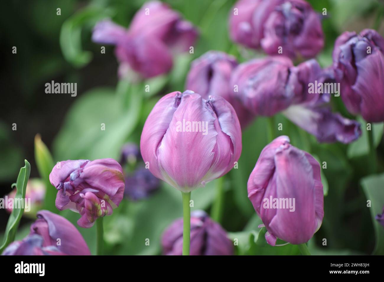 Pink Parrot tulips (Tulipa) Cathay bloom in a garden in April Stock ...