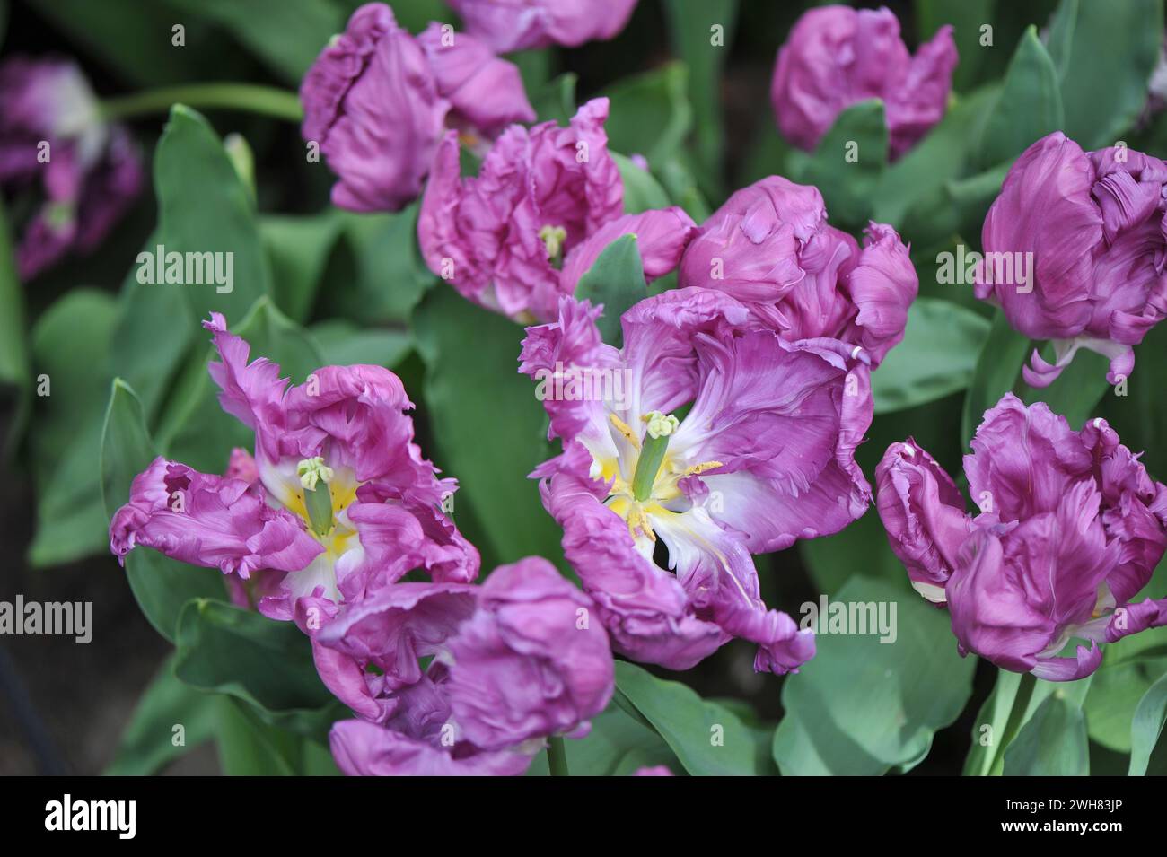 Pink tulips bloom in spring hi-res stock photography and images - Alamy