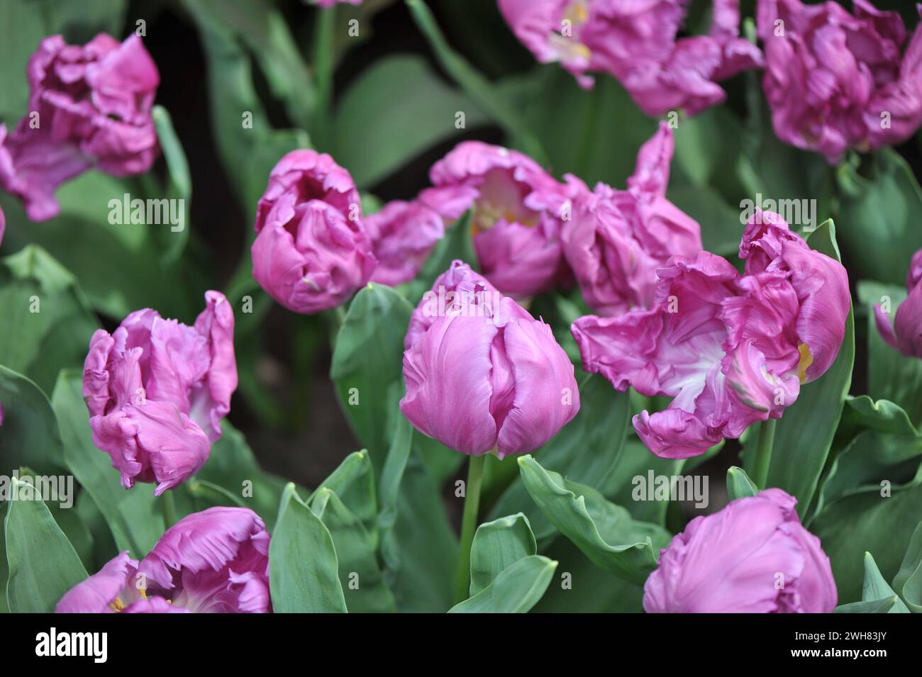 Pink Parrot tulips (Tulipa) Cathay bloom in a garden in April Stock ...