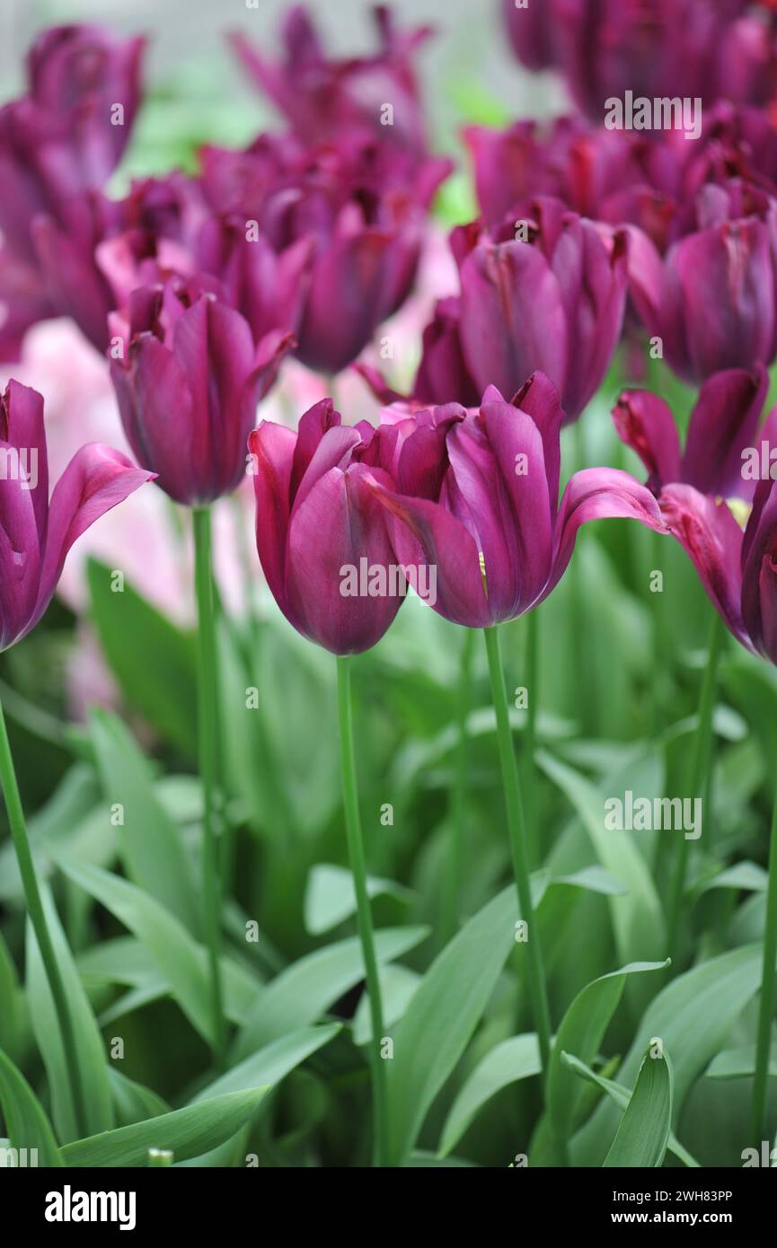 Dark purple Triumph tulips (Tulipa) Caviar bloom in a garden in April ...