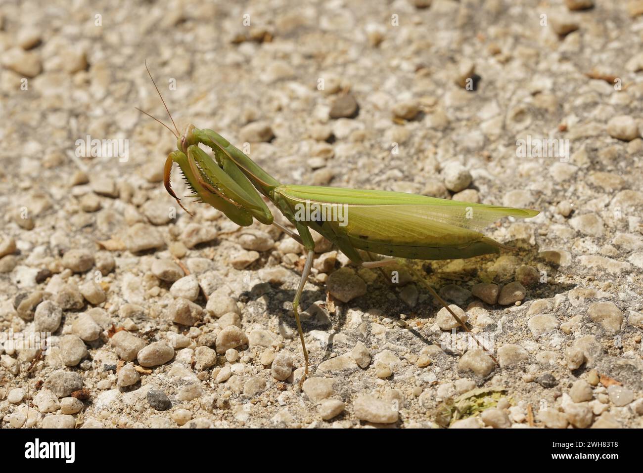 Natural close up photo of a n adult European Green praying mantis ...