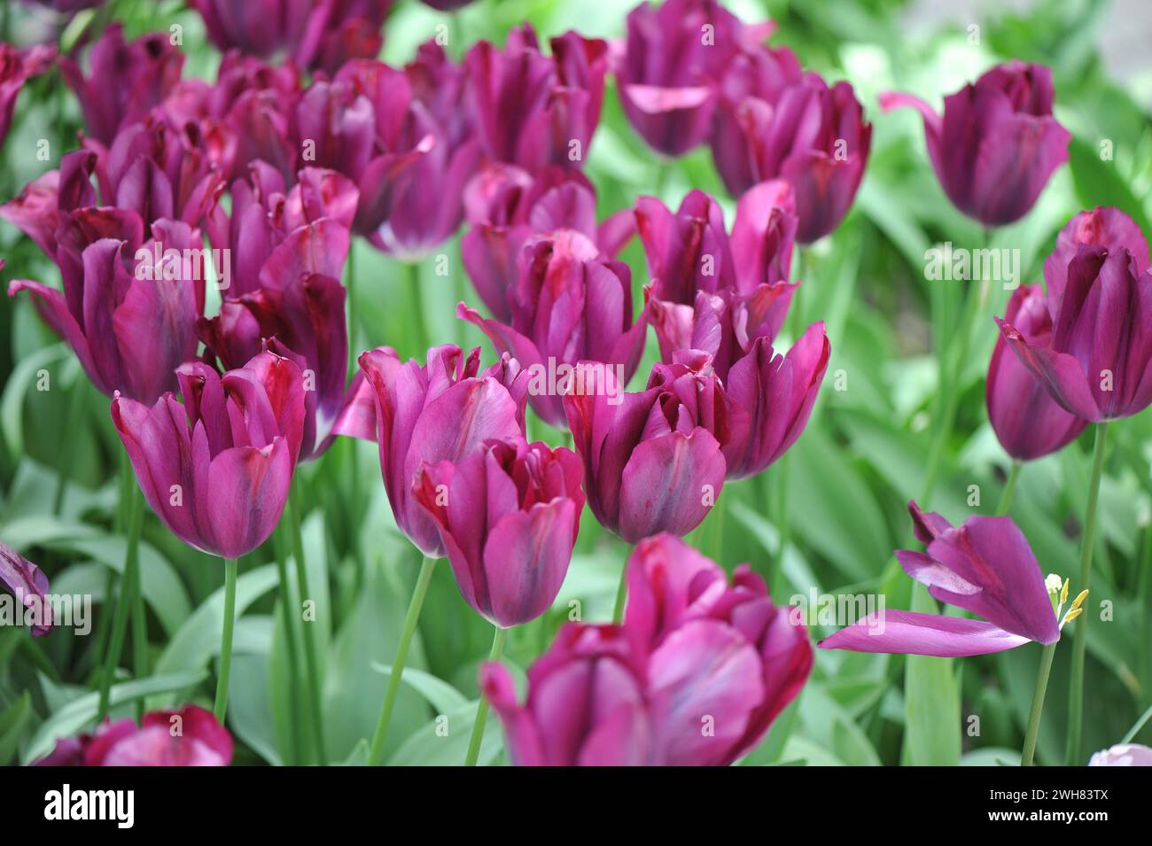Dark purple Triumph tulips (Tulipa) Caviar bloom in a garden in April ...