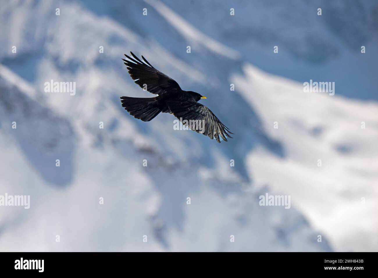 Alpendohle *** Alpine chough Stock Photo - Alamy