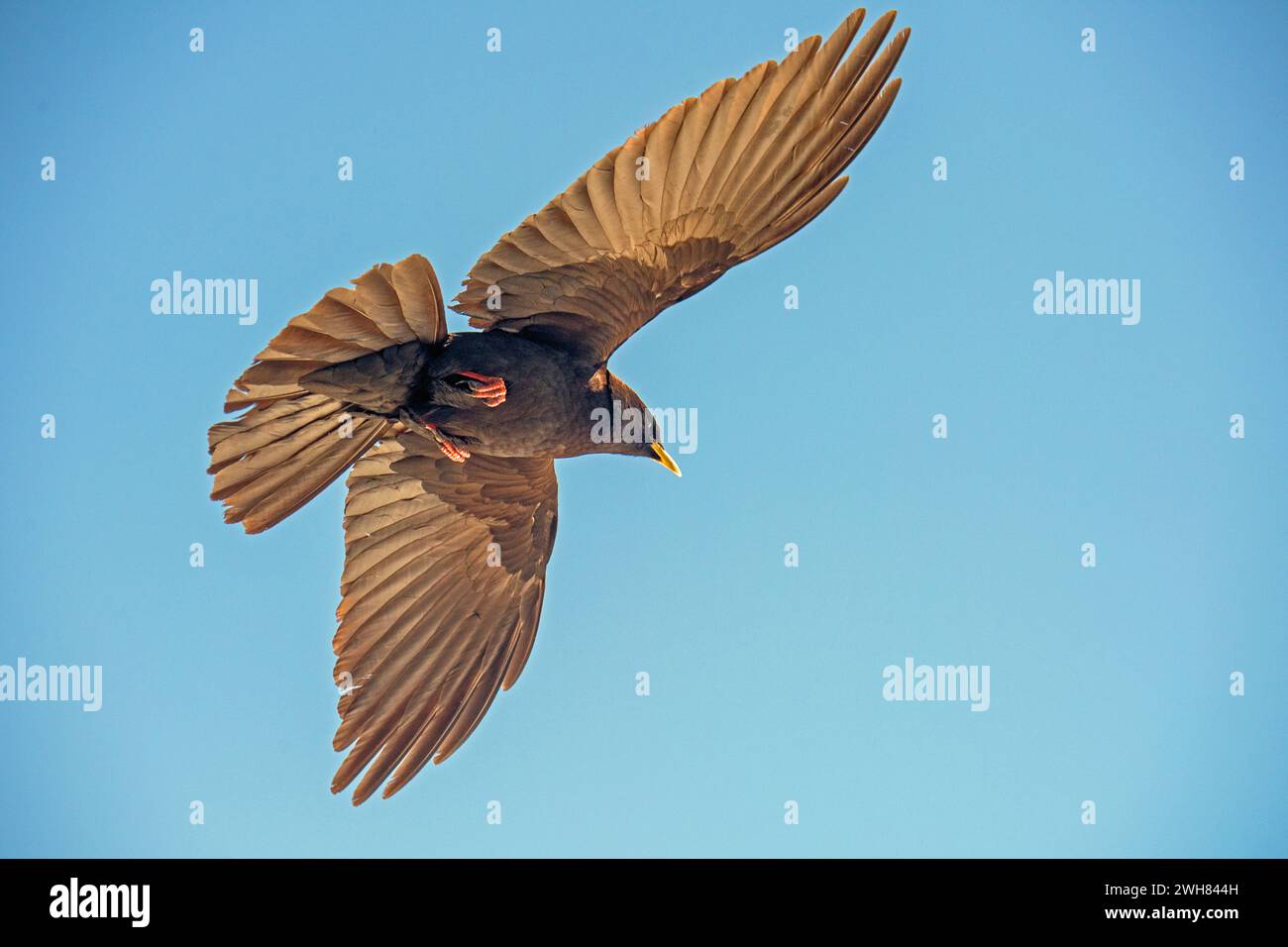 Alpendohle *** Alpine chough Stock Photo - Alamy