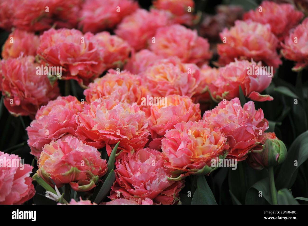Apricot-pink peony-flowered double fringed tulips (Tulipa) Chique ...