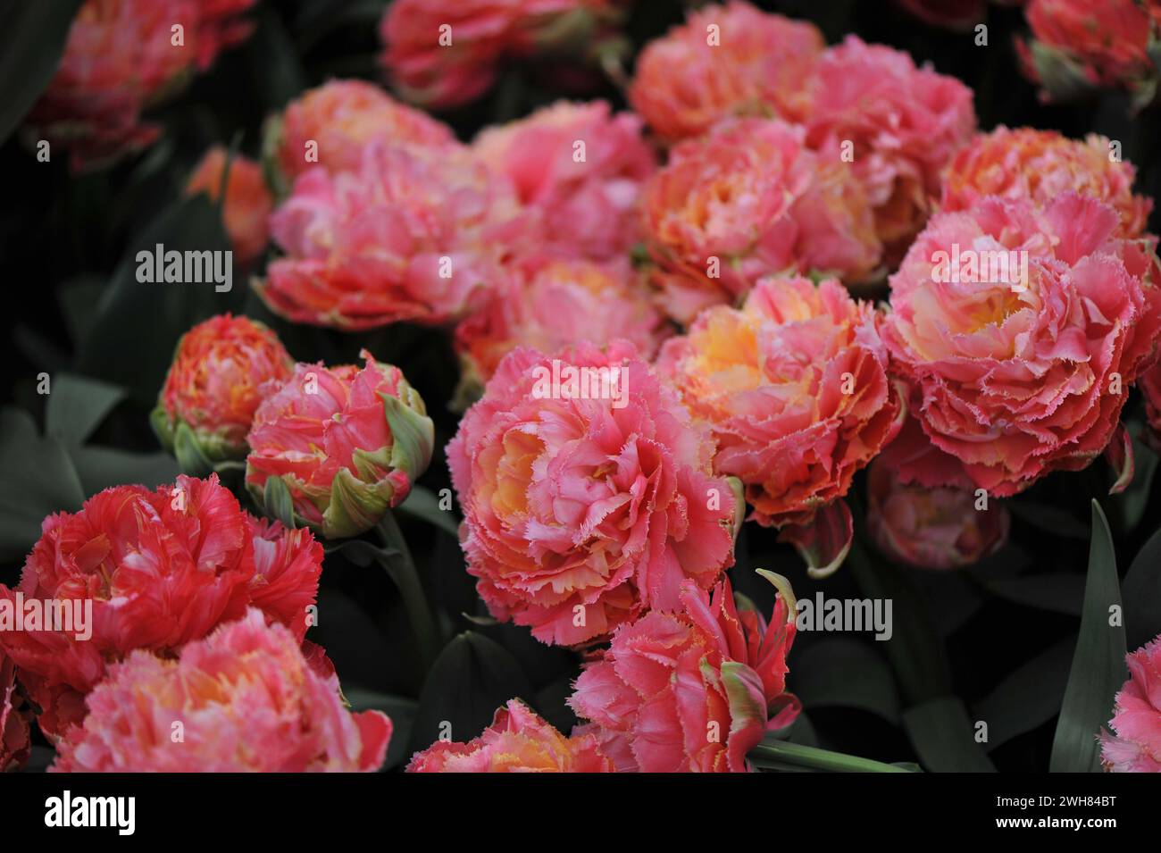 Apricot-pink peony-flowered double fringed tulips (Tulipa) Chique ...