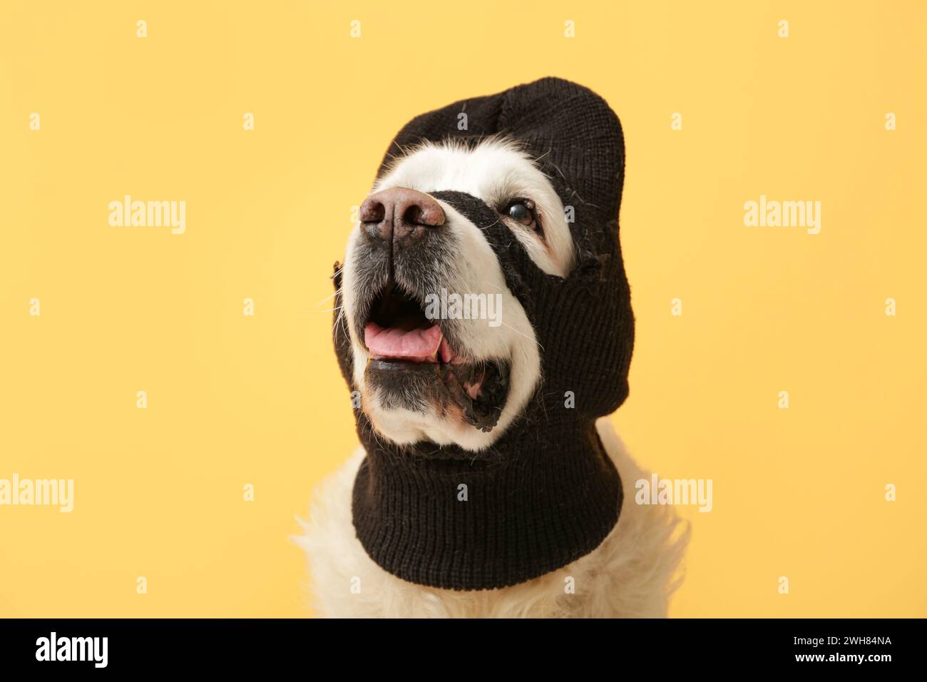 Adorable labrador dog in balaclava on yellow background Stock Photo - Alamy