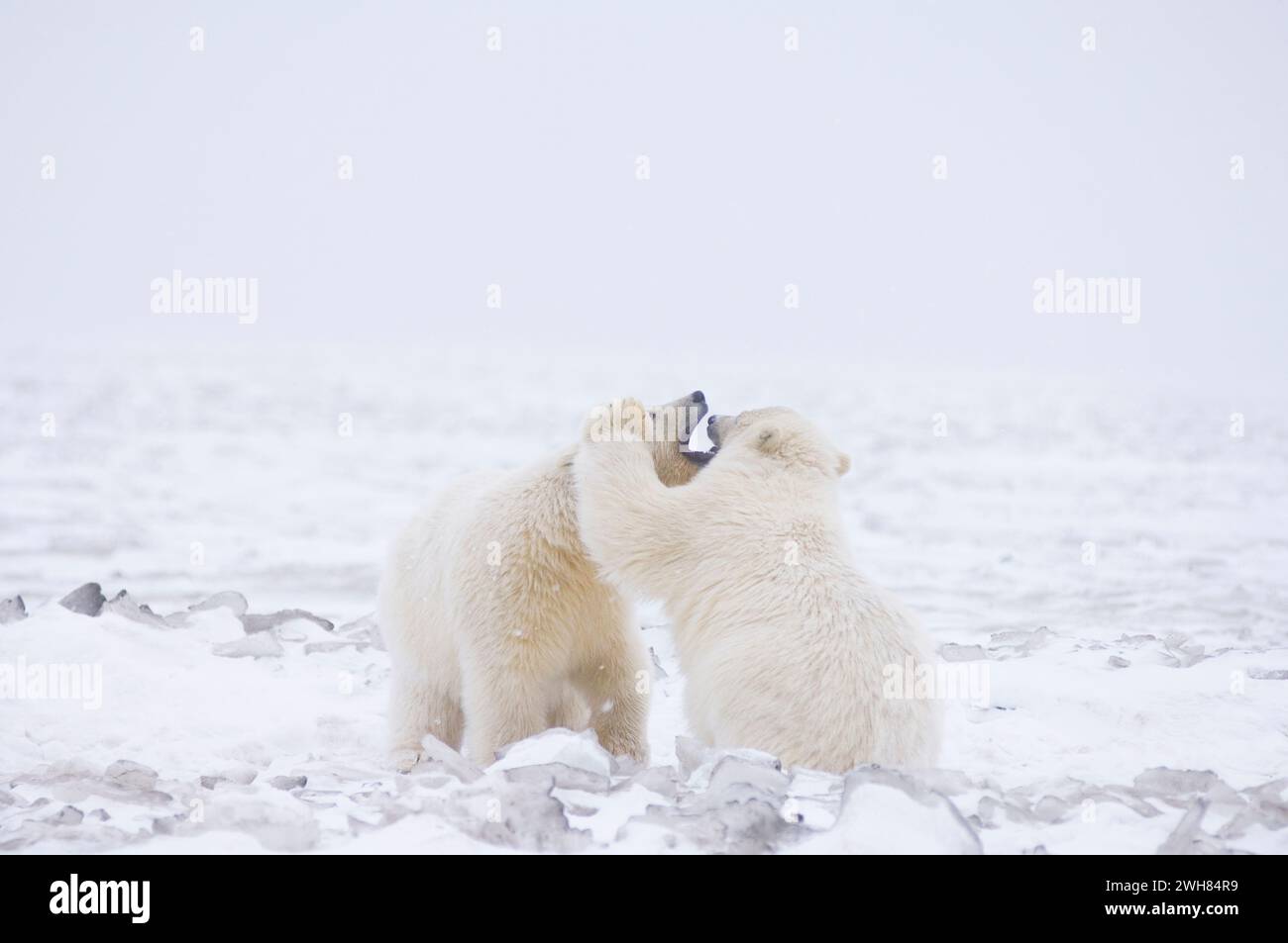 polar bears Ursus maritimus spring cubs playing along a barrier island ...