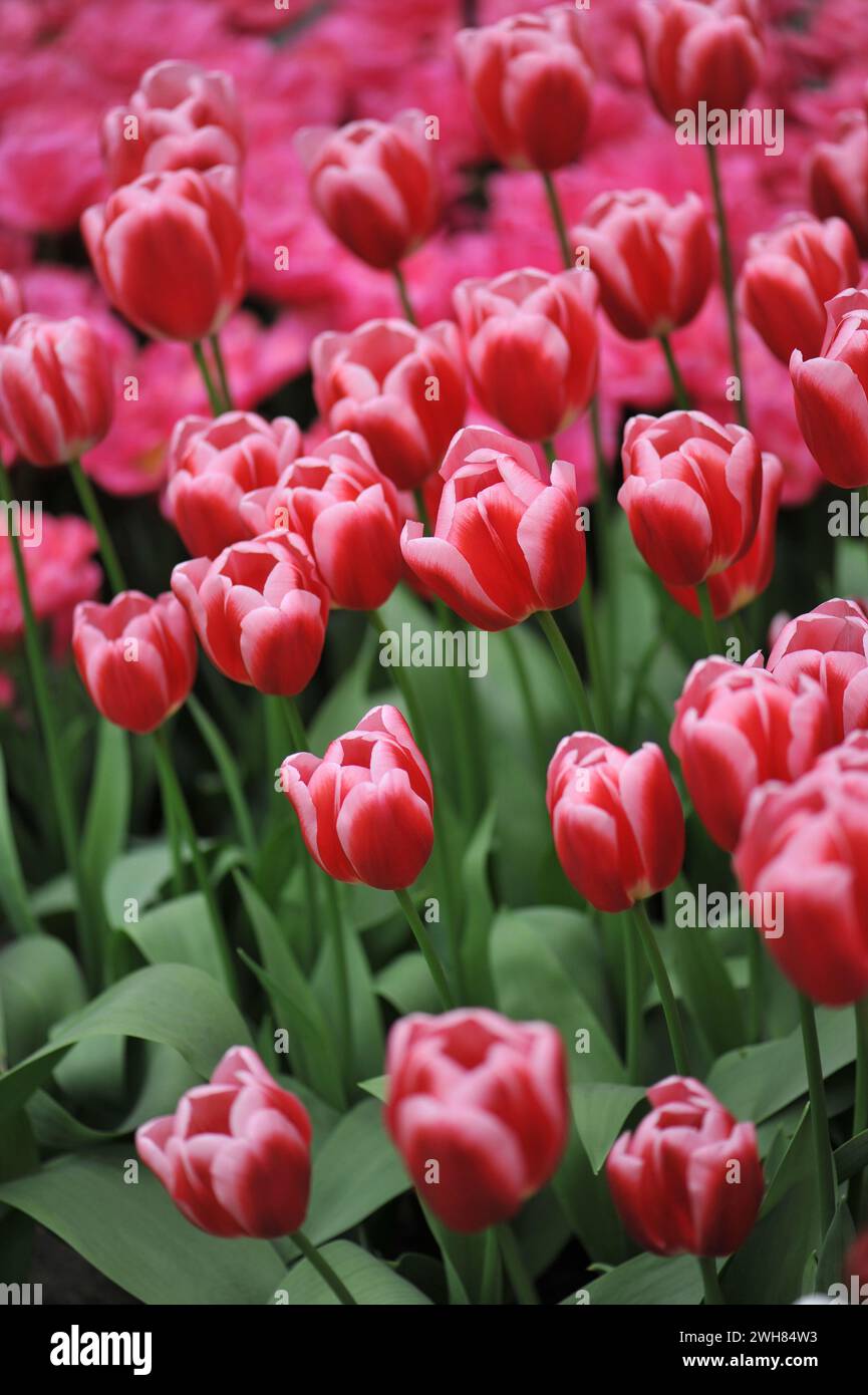 Red with white edges Triumph tulips (Tulipa) Circuit bloom in a garden ...