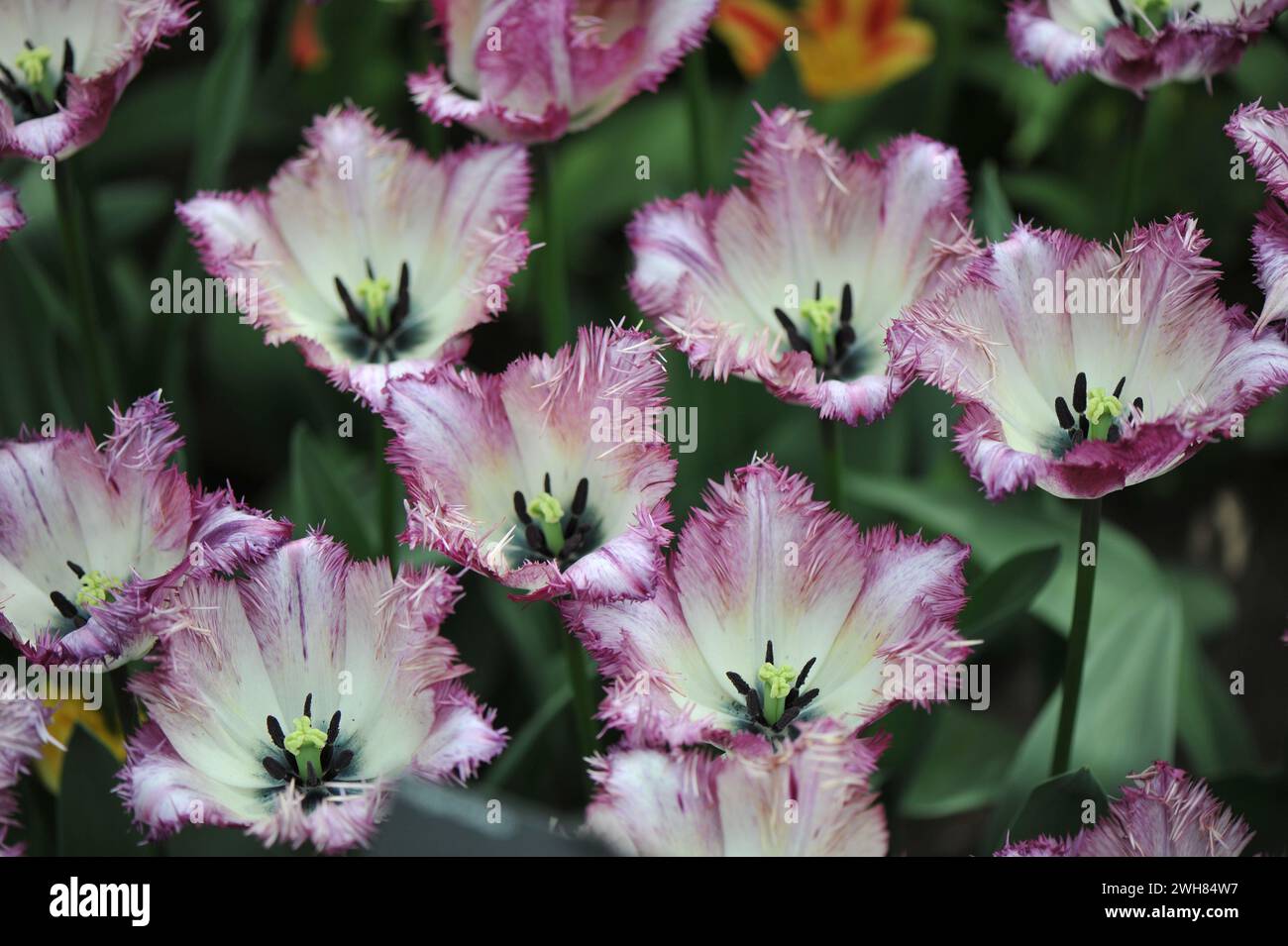 White with purple edges fringed tulips (Tulipa) Colour Fusion bloom in ...
