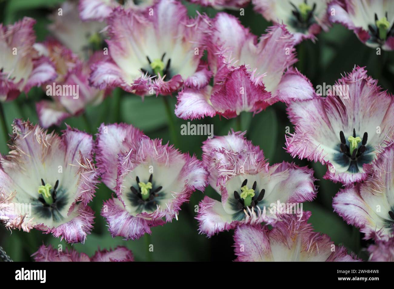 White with purple edges fringed tulips (Tulipa) Colour Fusion bloom in ...