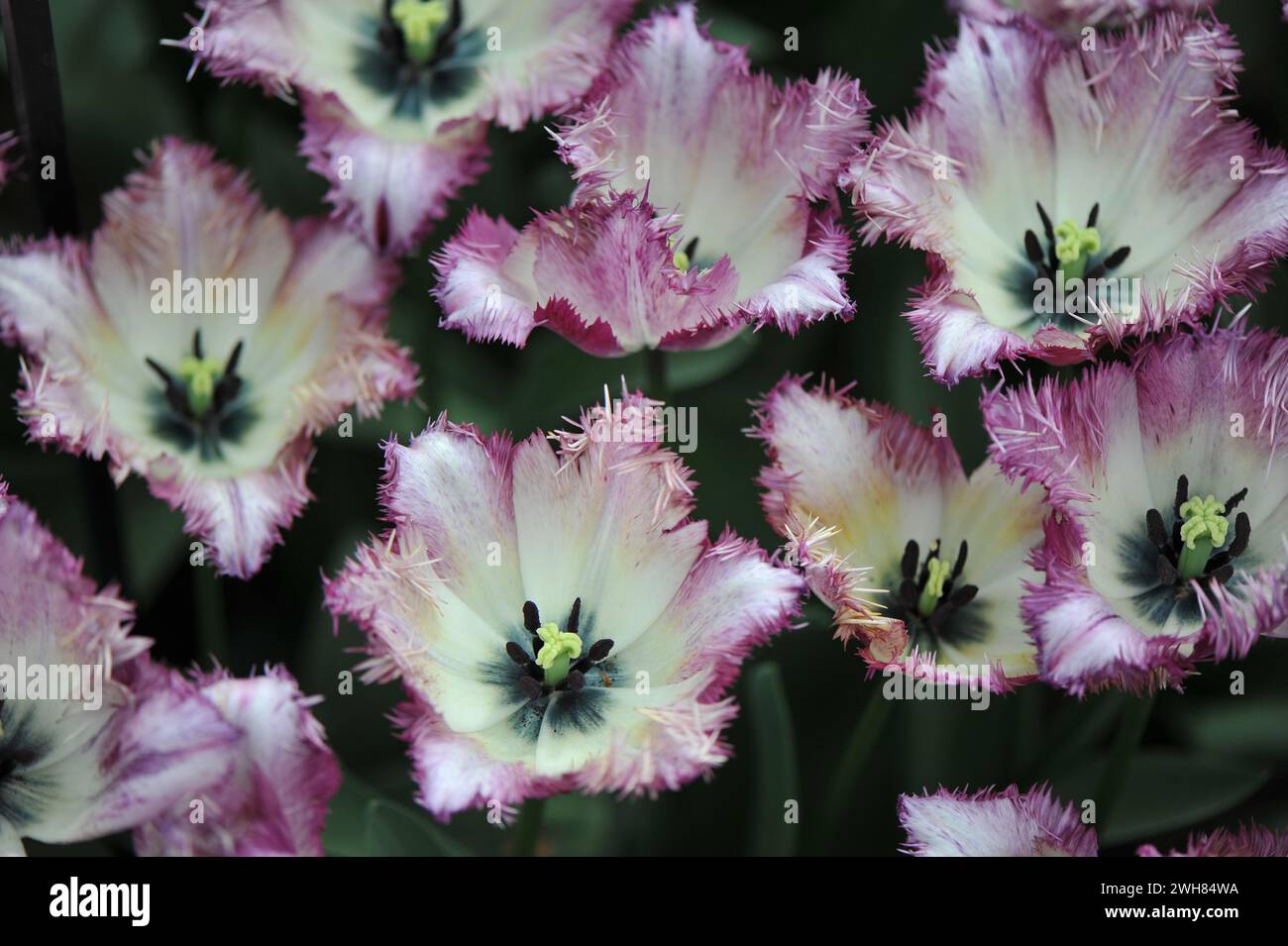 White with purple edges fringed tulips (Tulipa) Colour Fusion bloom in ...