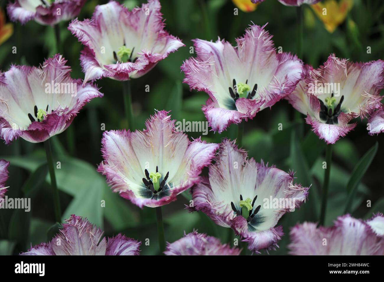 White with purple edges fringed tulips (Tulipa) Colour Fusion bloom in ...