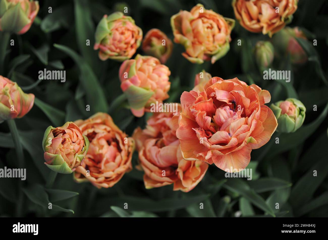 Orange peony-flowered Double Late tulips (Tulipa) Copper Image bloom in ...