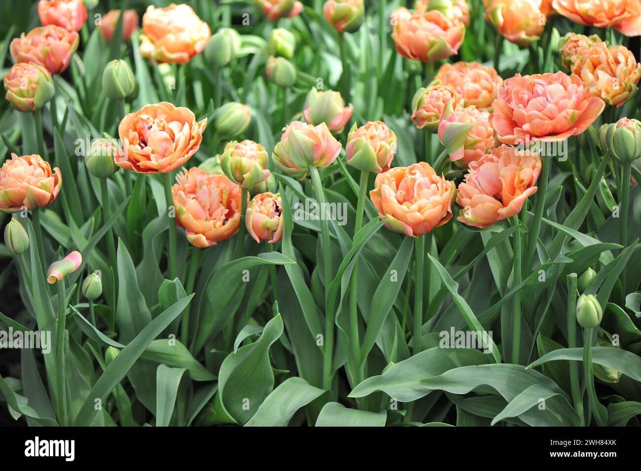 Orange peony-flowered Double Late tulips (Tulipa) Copper Image bloom in ...