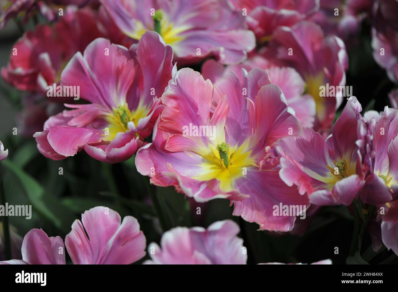 Pink and yellow with white edges Parrot tulips (Tulipa) Cracker Parrot ...