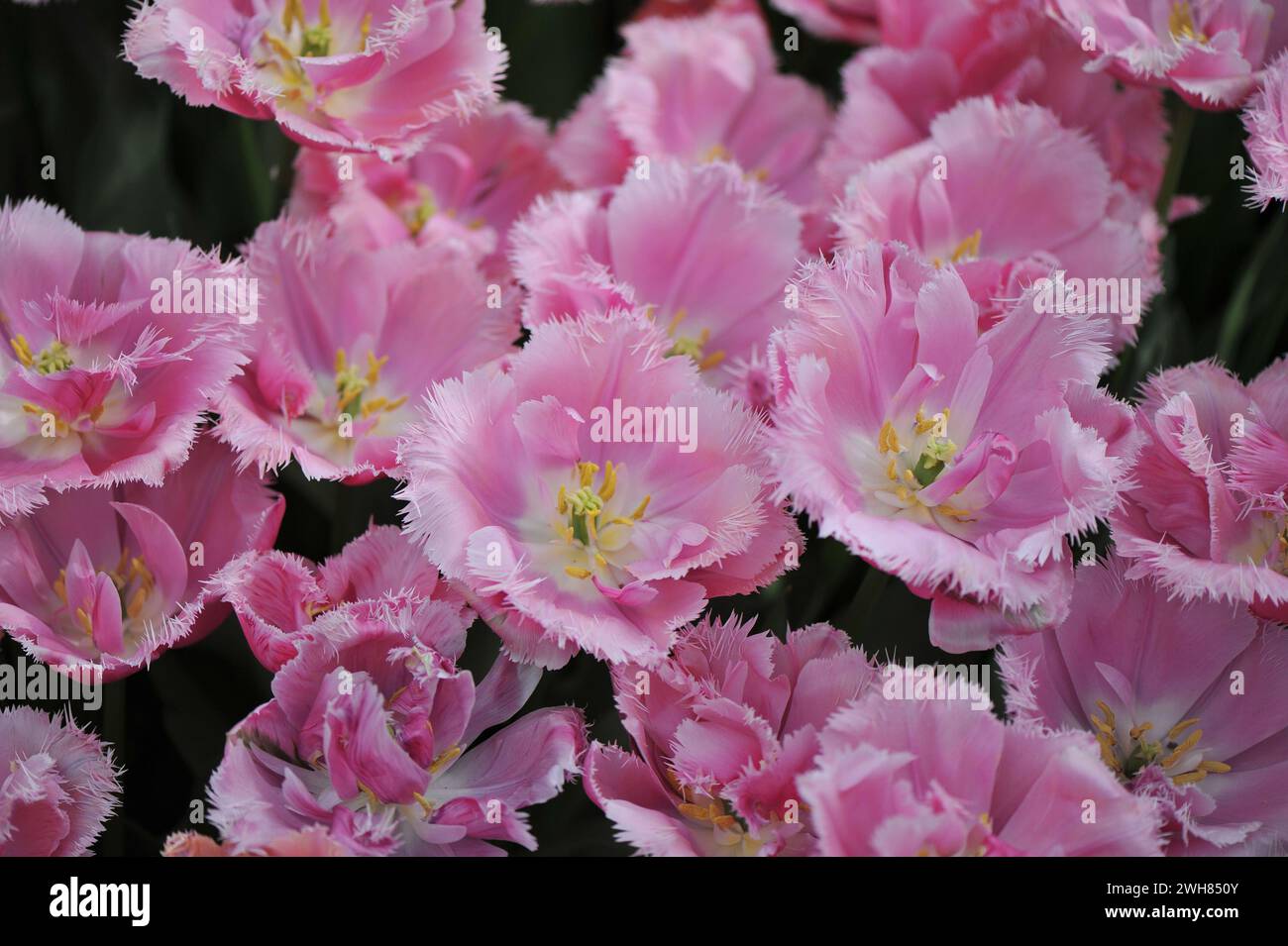 Pink tulips (Tulipa) Crispion Rosar bloom in a garden in April Stock ...