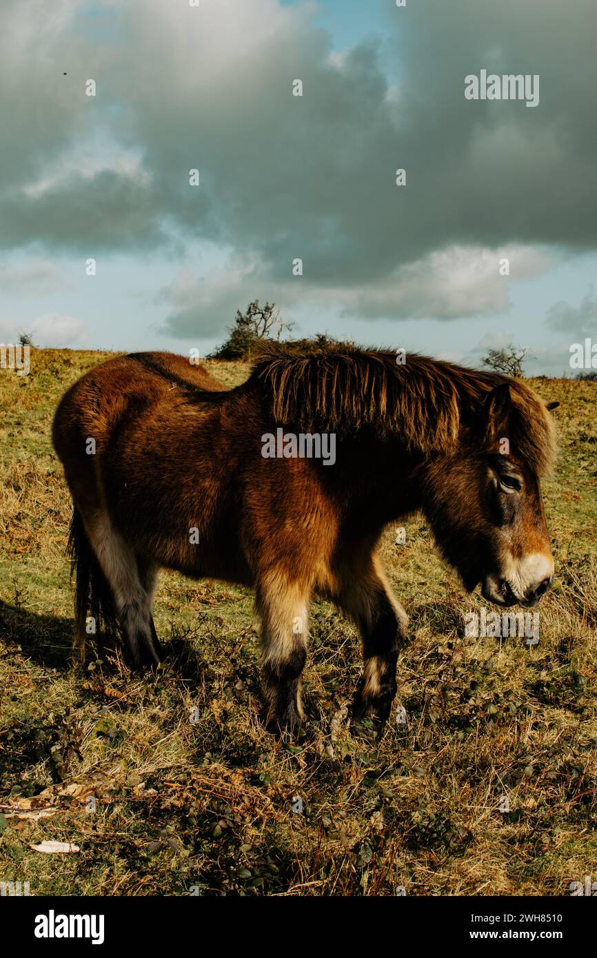 Shetland Pony's grazing on the Quantocks - Somerset, England Stock ...