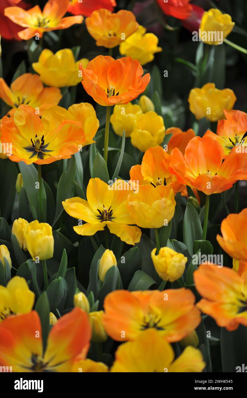 Orange yellow Darwin Hybrid tulips (Tulipa) Daydream bloom in a garden ...