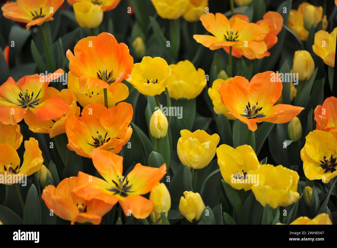 Orange yellow Darwin Hybrid tulips (Tulipa) Daydream bloom in a garden ...