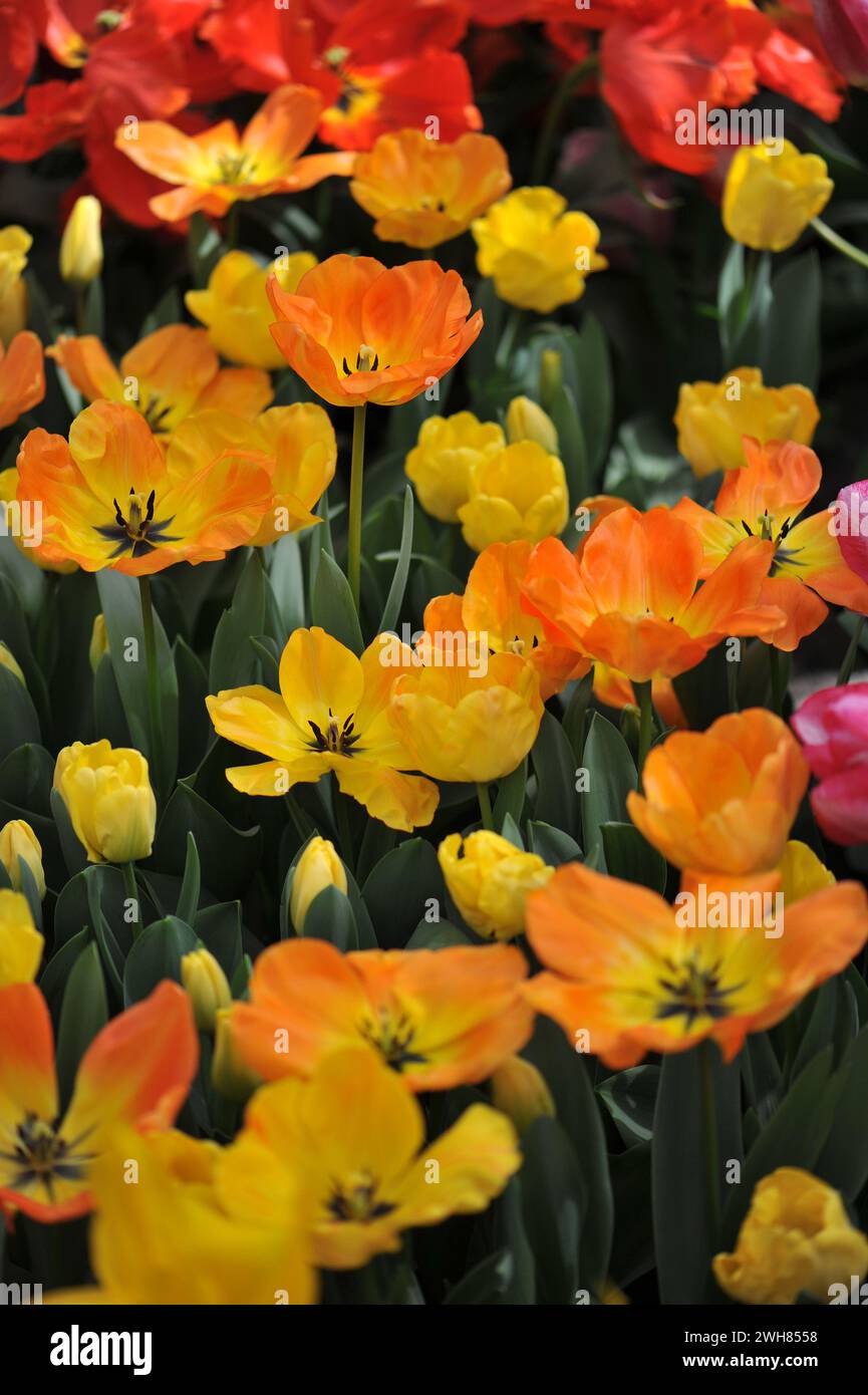 Orange yellow Darwin Hybrid tulips (Tulipa) Daydream bloom in a garden ...