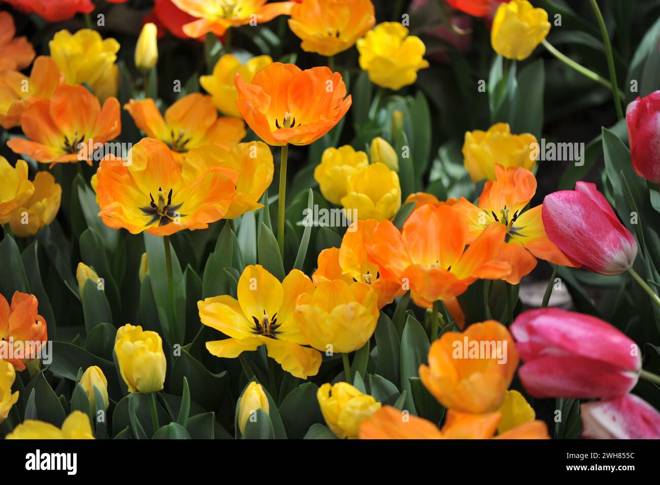 Orange yellow Darwin Hybrid tulips (Tulipa) Daydream bloom in a garden ...