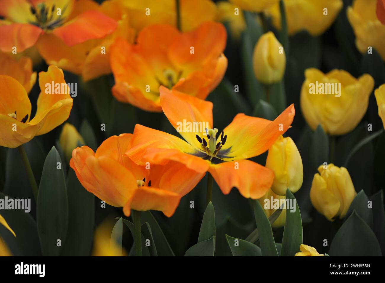 Orange yellow Darwin Hybrid tulips (Tulipa) Daydream bloom in a garden in April Stock Photo - Alamy