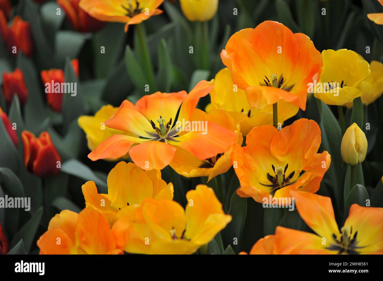 Orange yellow Darwin Hybrid tulips (Tulipa) Daydream bloom in a garden in April Stock Photo - Alamy