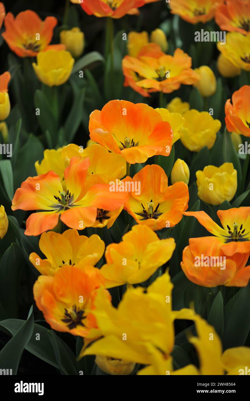 Orange yellow Darwin Hybrid tulips (Tulipa) Daydream bloom in a garden ...