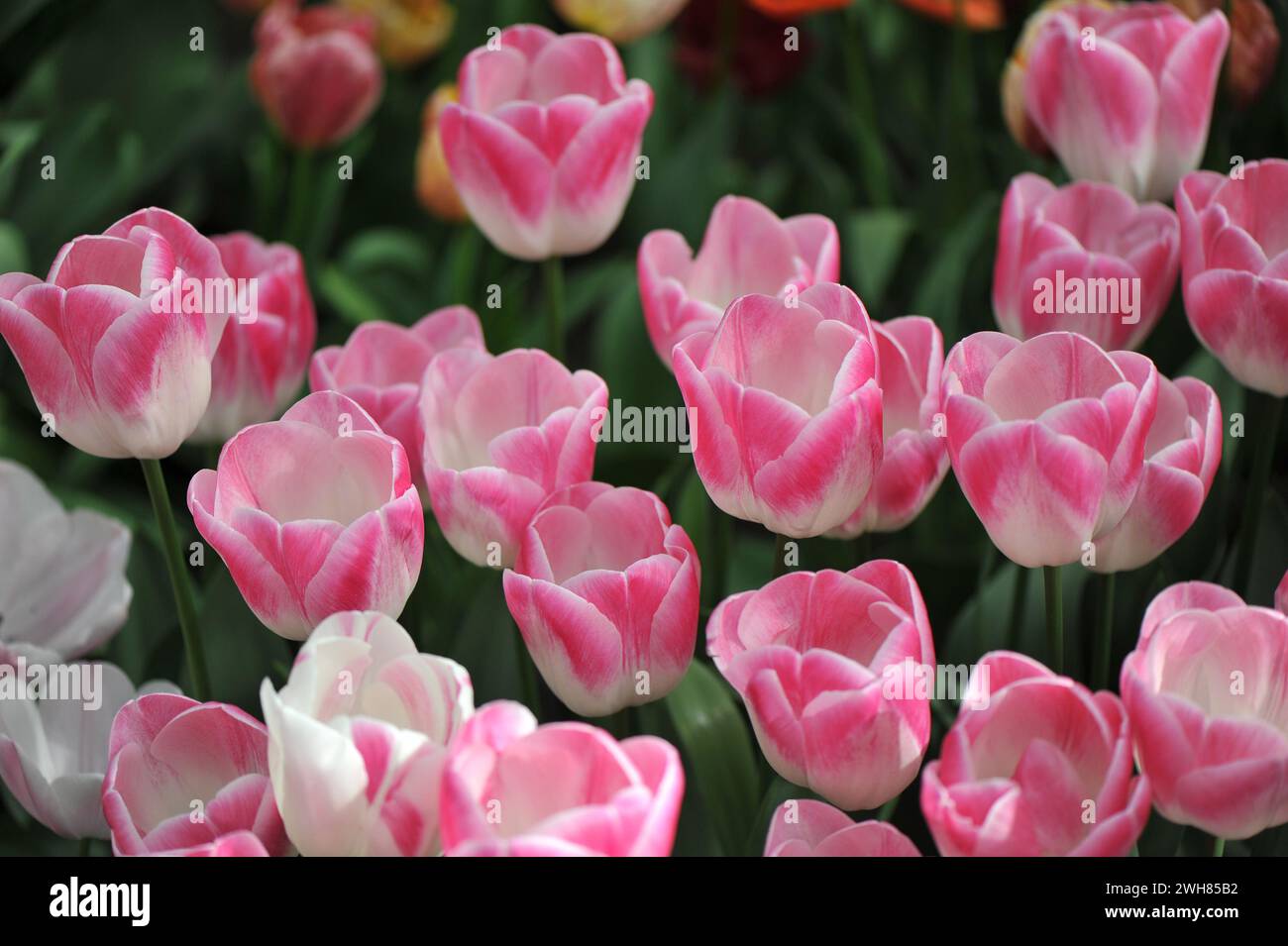 Deborah park hi-res stock photography and images - Alamy