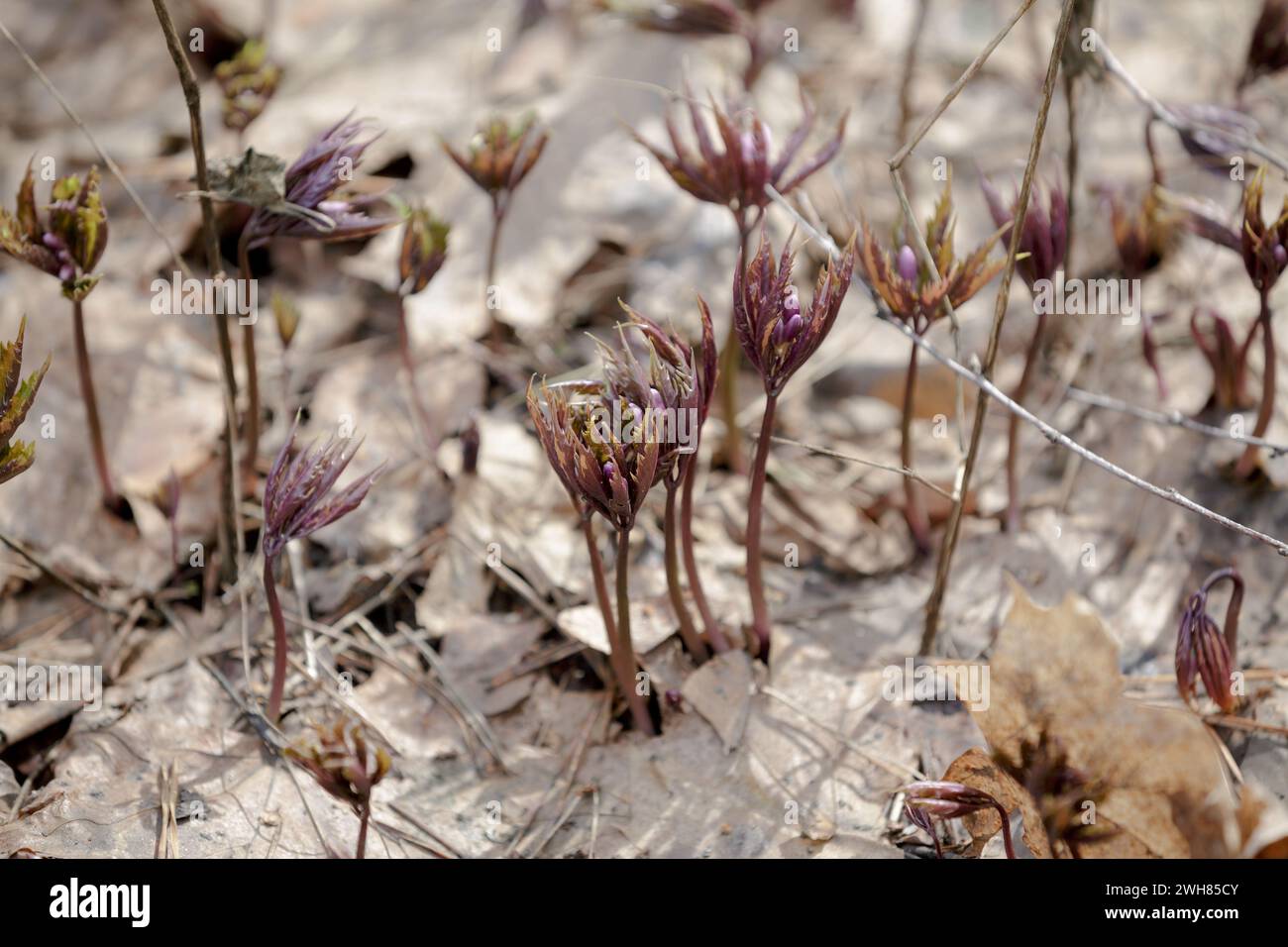 Cardamine bulbifera (Cardamine bulbifera). Young plants sprouting ...